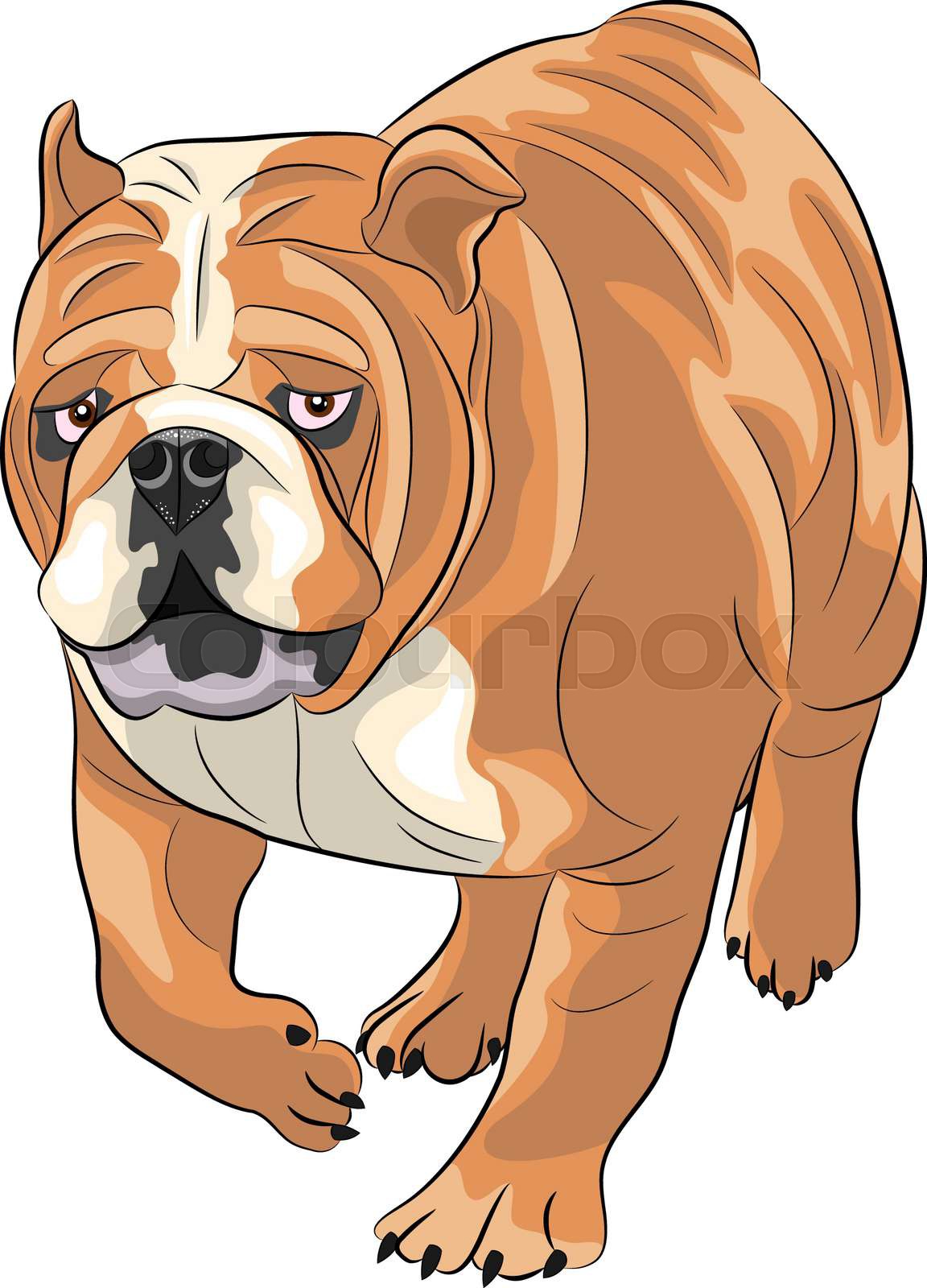 Vector. English bulldog. | Stock vector | Colourbox