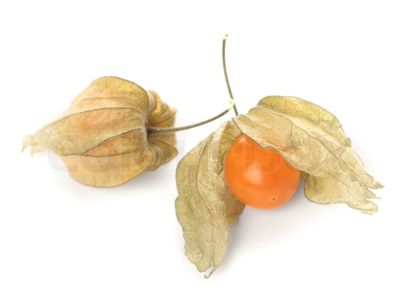 Physalis-Frucht mit Schalen isoliert auf weiss | Stock Bild | Colourbox