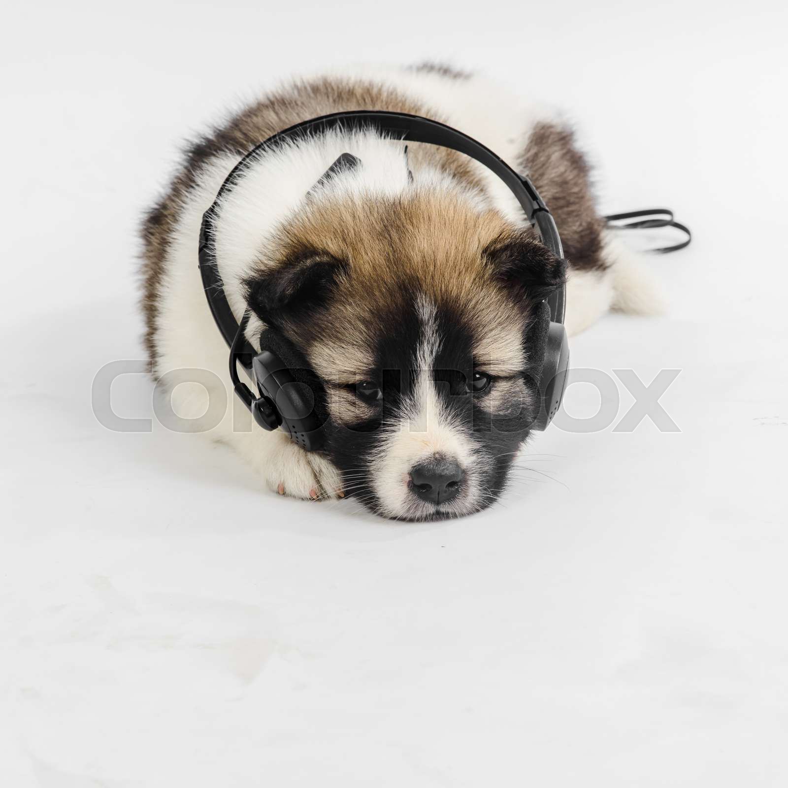 Puppy dog with headphones listening to music | Stock image | Colourbox