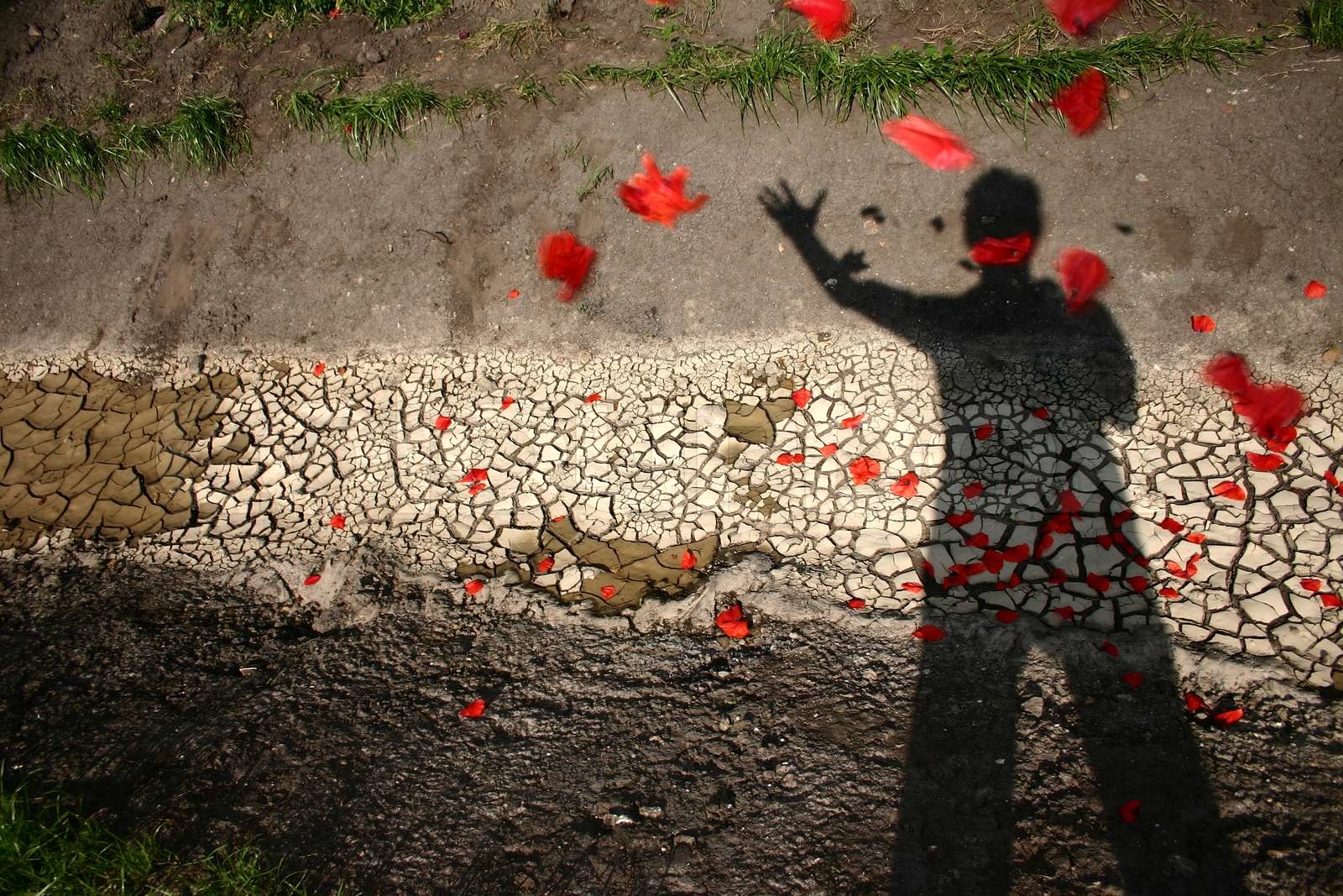 Man throwing red flowers on dried earth | Stock image | Colourbox