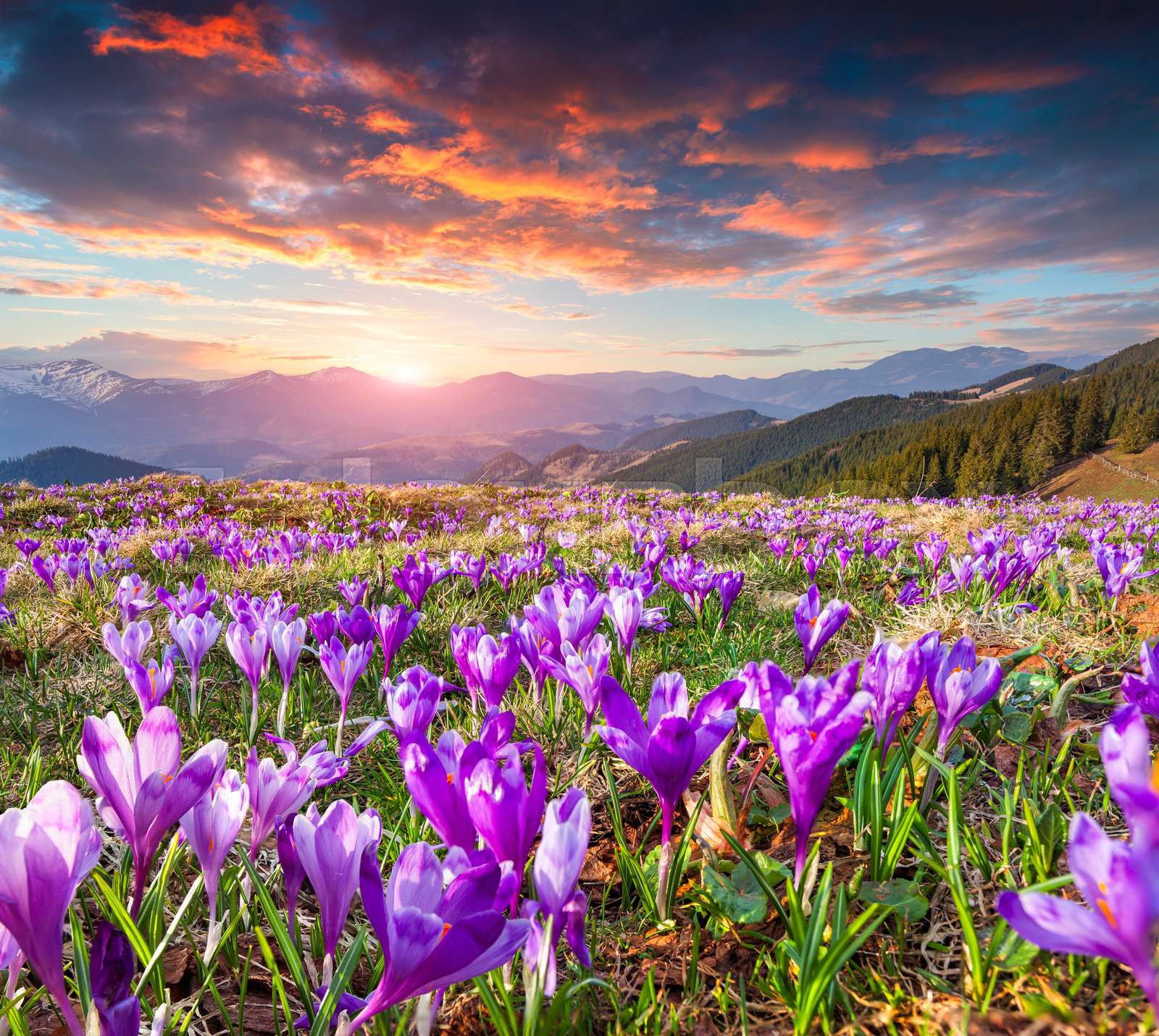 Colorful spring sunrise with field of blossom of crocuses in mountains ...