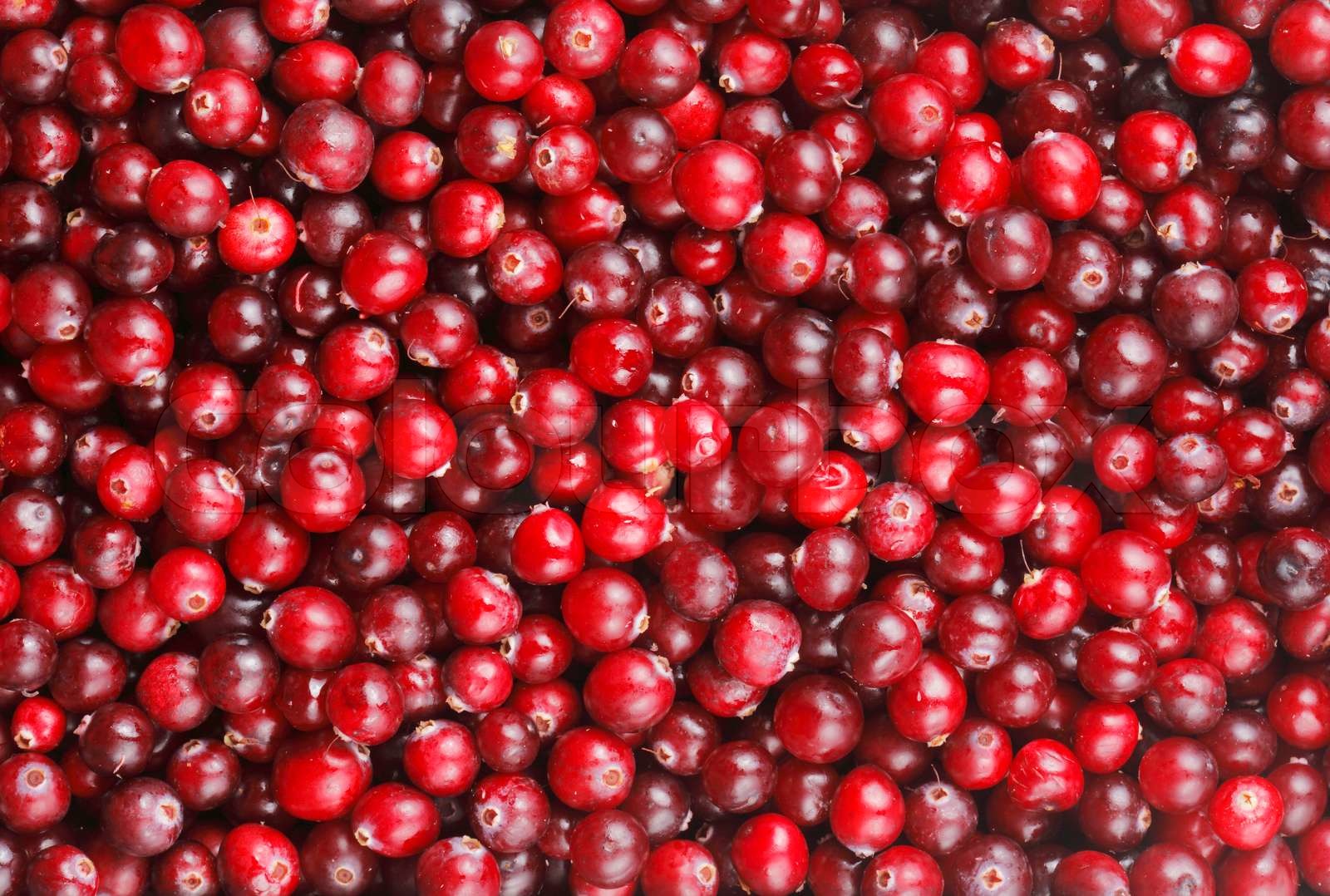 Rote Preiselbeeren in einer Hintergrundstruktur | Stock Bild | Colourbox