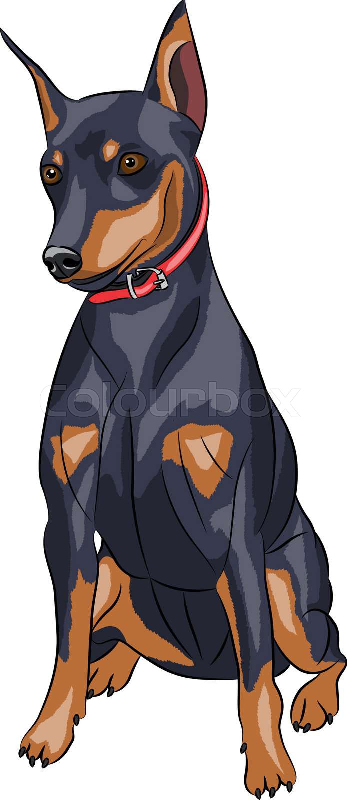 Vector. Miniature pinscher dog. | Stock vector | Colourbox