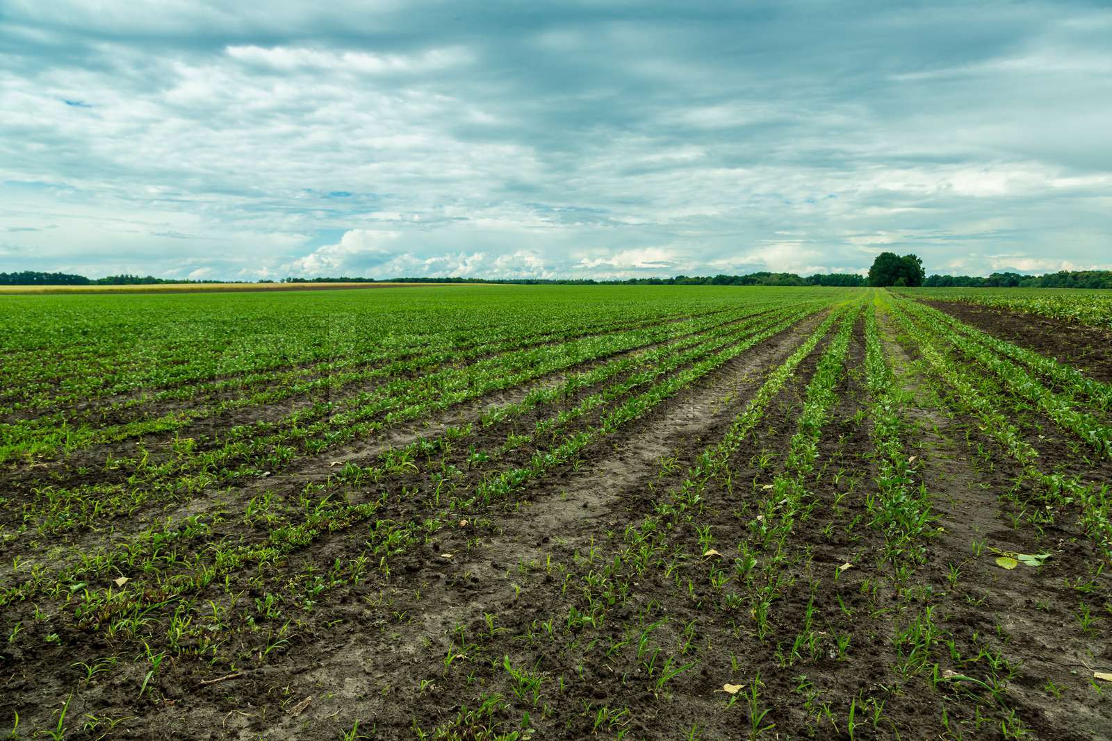 Field of red beet | Stock image | Colourbox