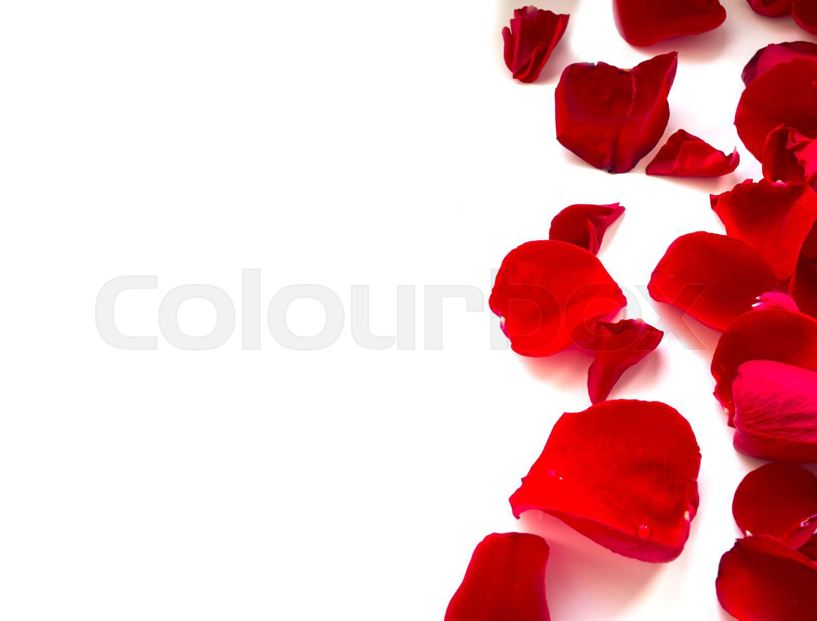 Rose Petals Border | Stock image | Colourbox