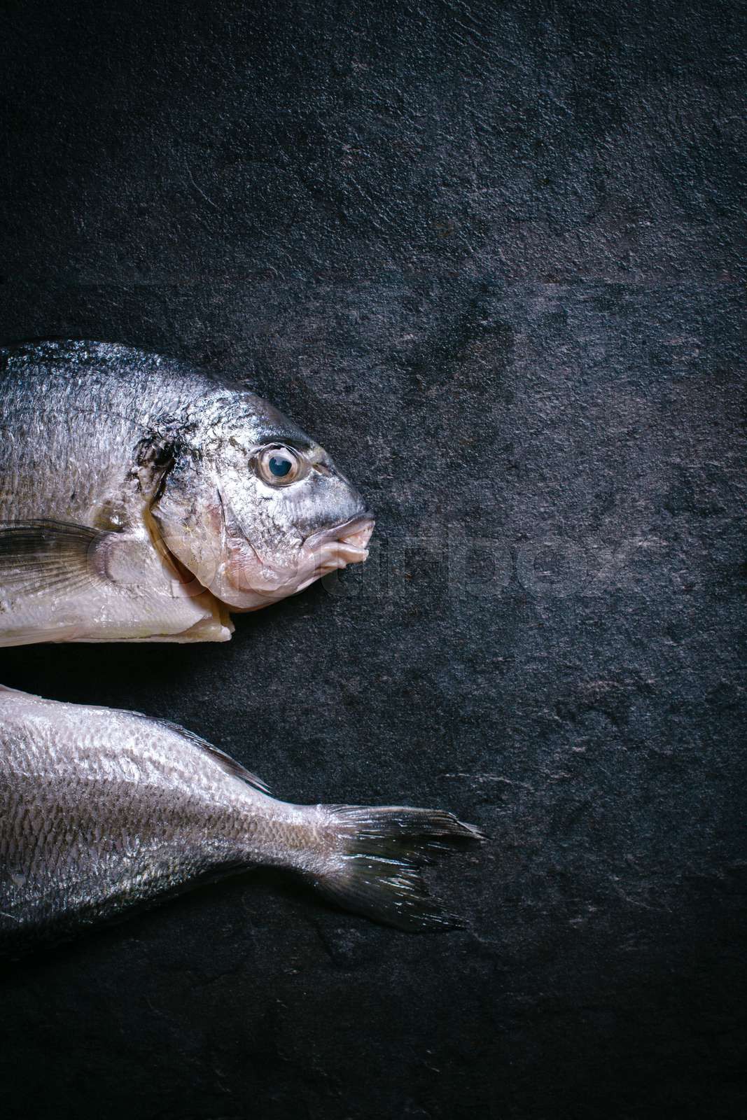 Gilthead fish | Stock image | Colourbox