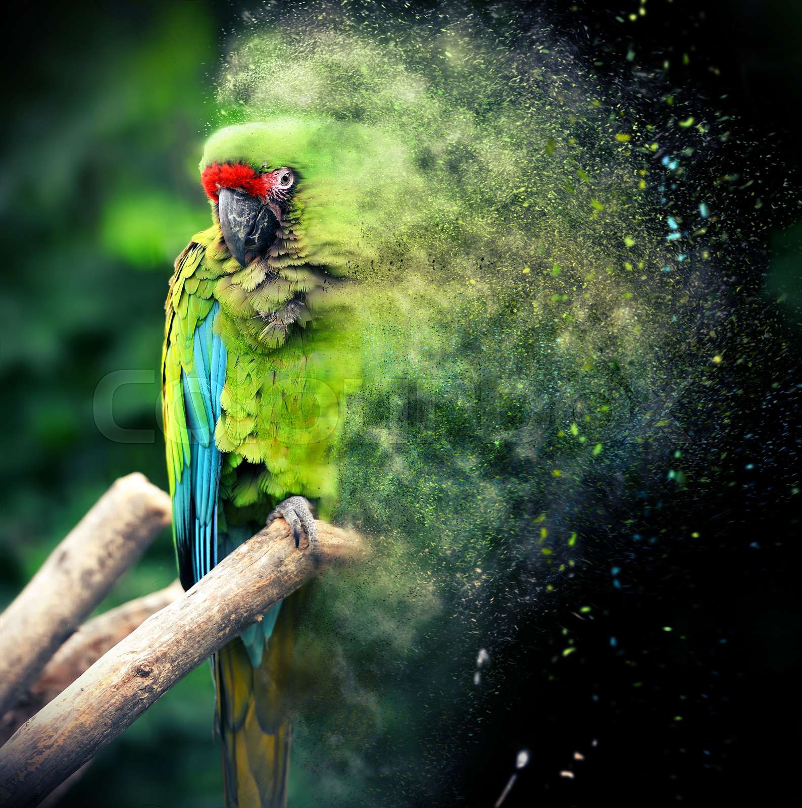 Parrot bird (Severe Macaw) | Stock image | Colourbox