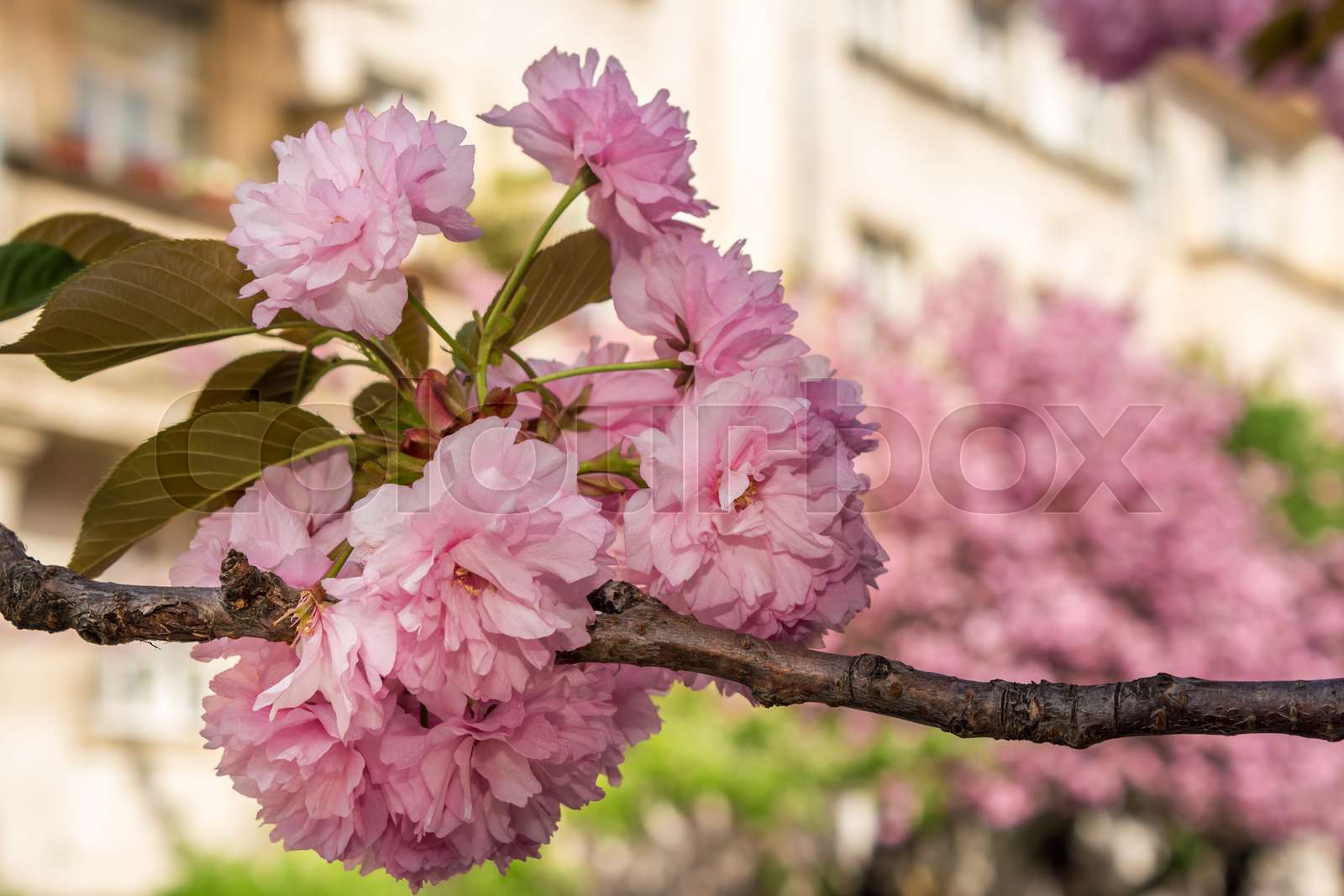 pink flowers of sakura branches | Stock image | Colourbox