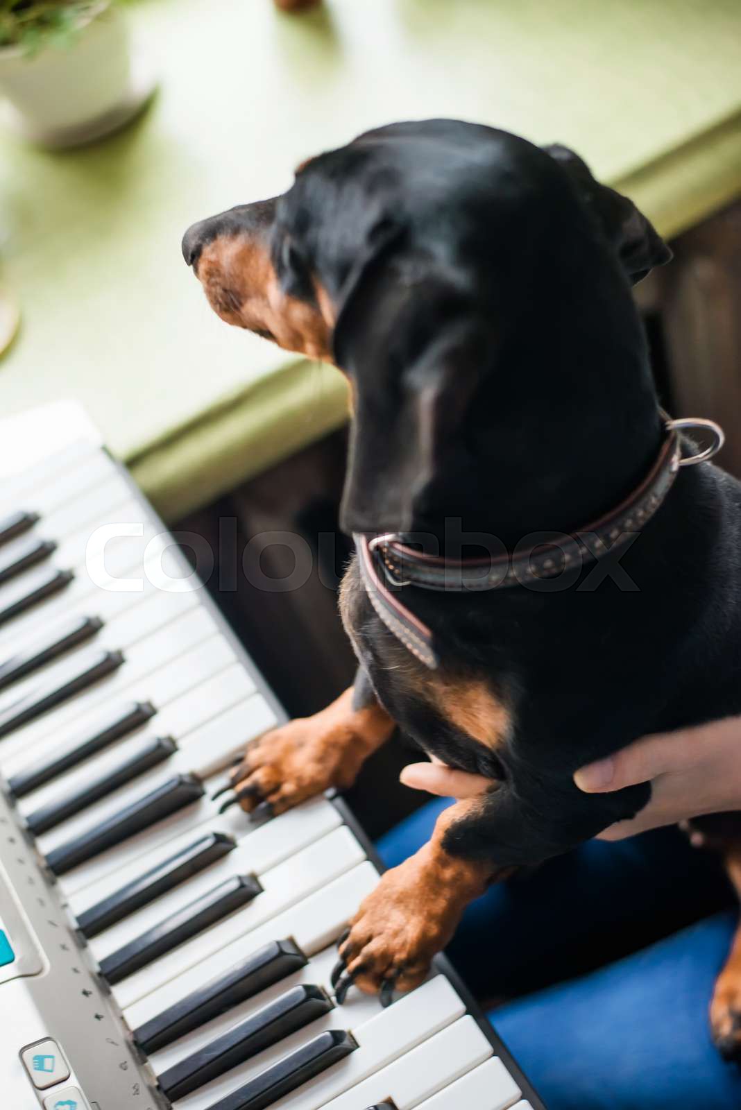 dog breed dachshund to play the piano | Stock image | Colourbox