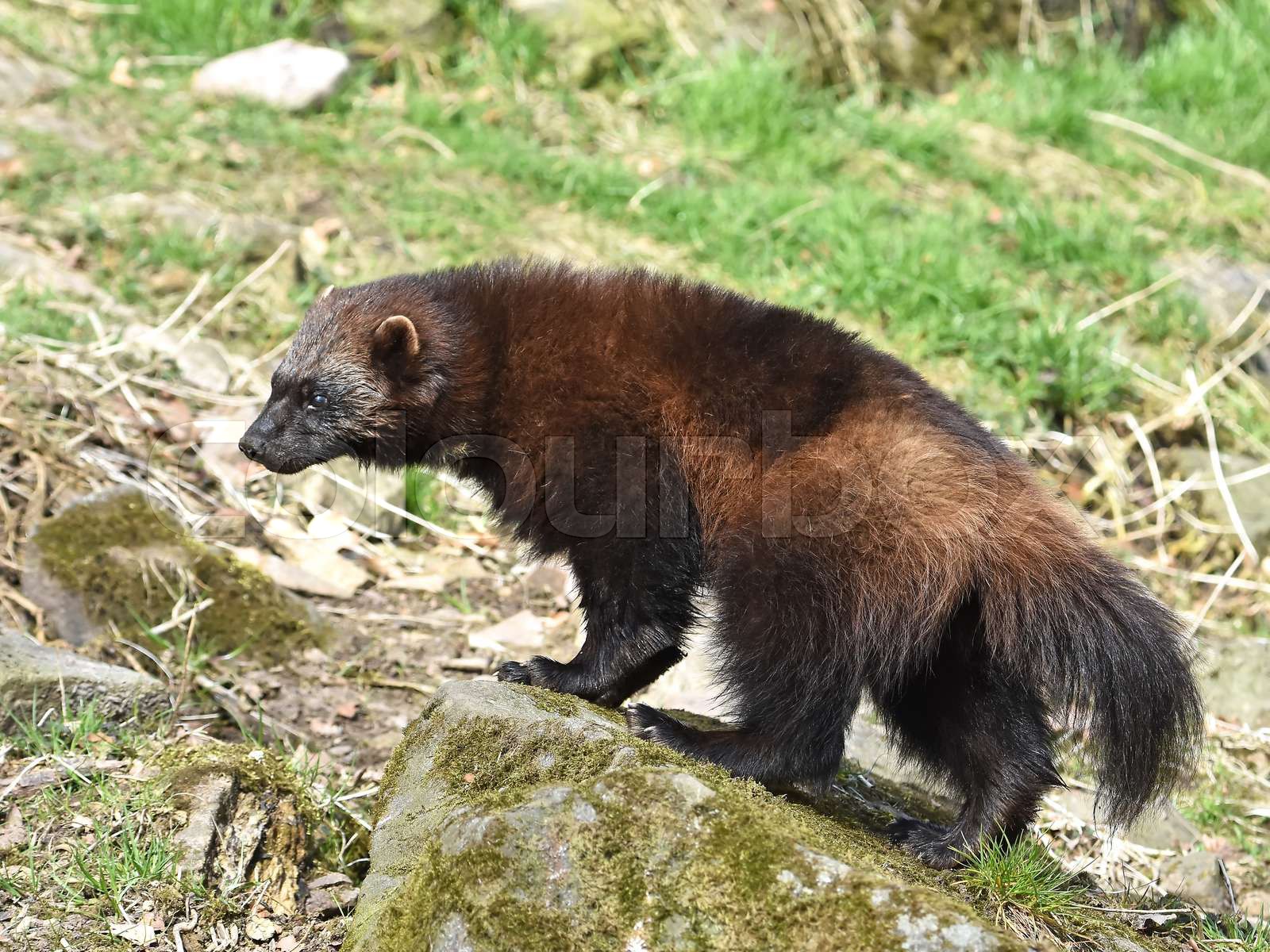 wolverine (gulo gulo) | Stock image | Colourbox