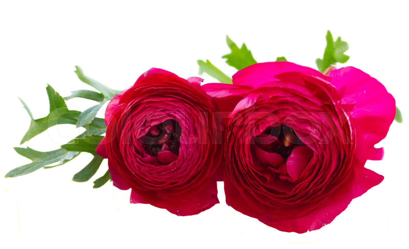 pink ranunculus flowers | Stock image | Colourbox