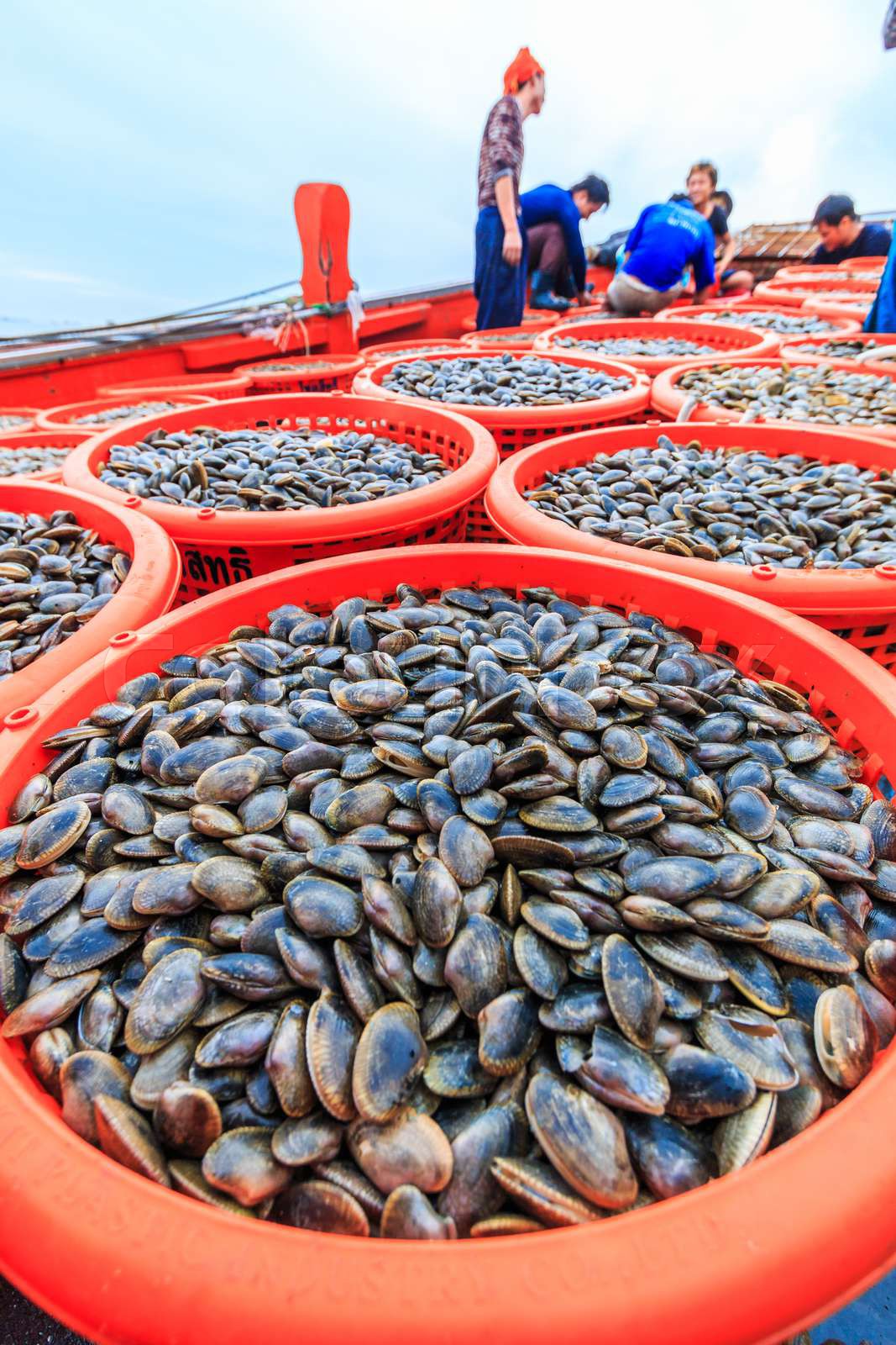 shellfish (Paphia undulata) On fishing vessels Gulf of Thailand | Stock ...