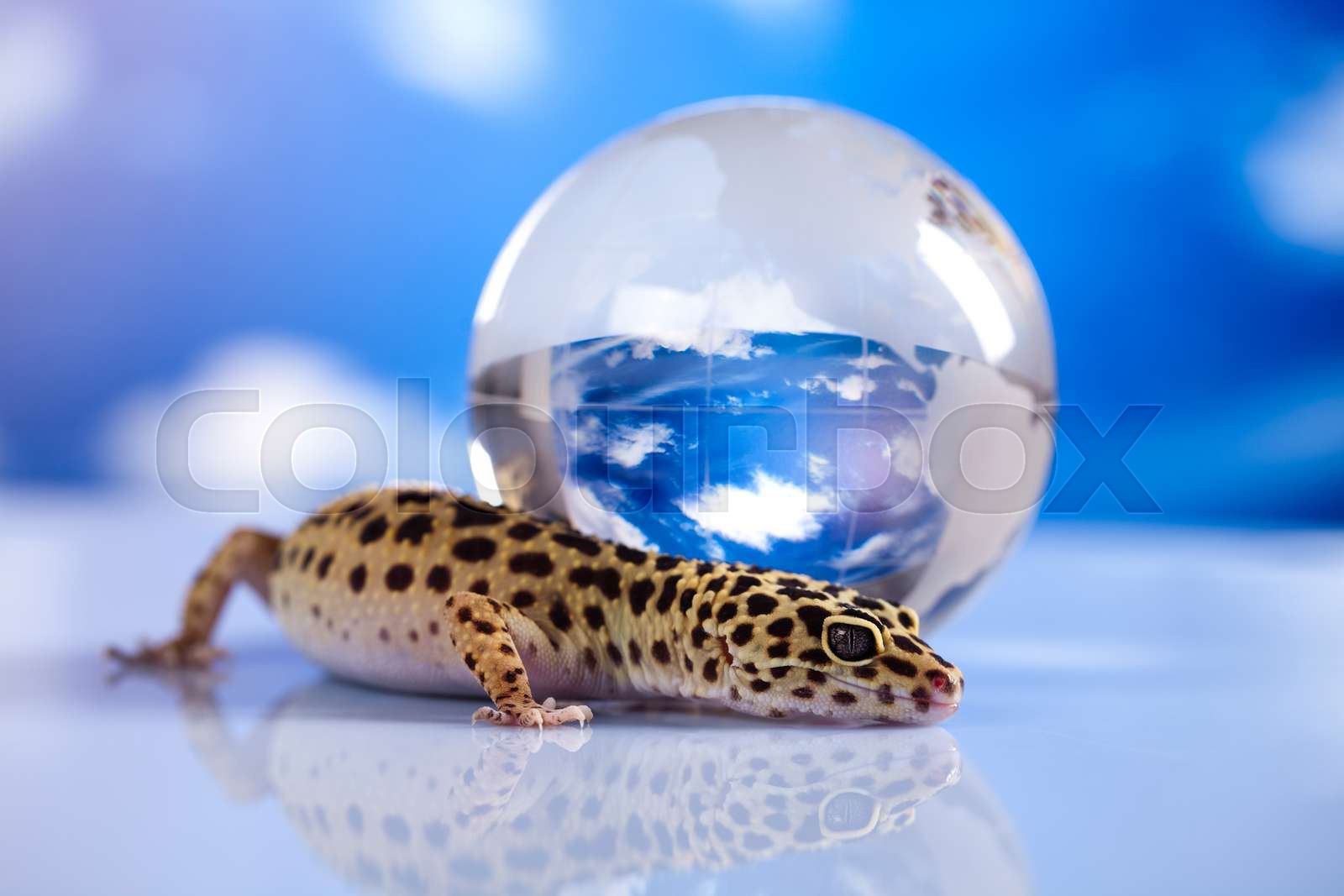 Gecko, bright colorful vivid theme | Stock image | Colourbox