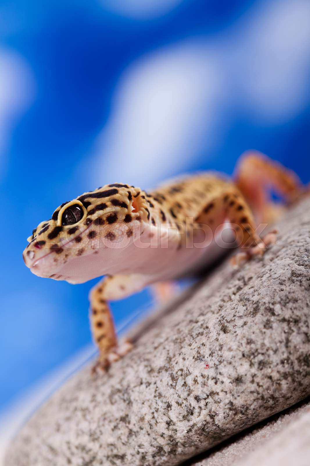 Leopard gecko, bright colorful vivid theme | Stock image | Colourbox