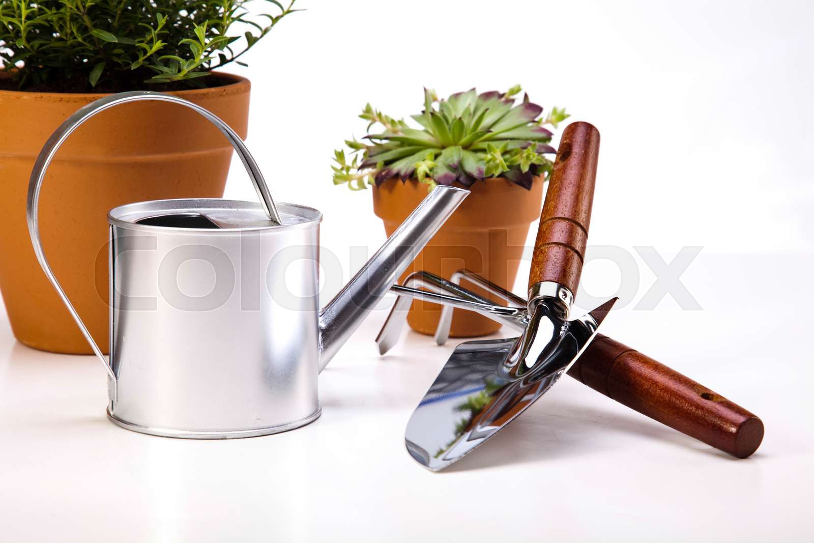 Gardening concept, work tools, plants | Stock image | Colourbox