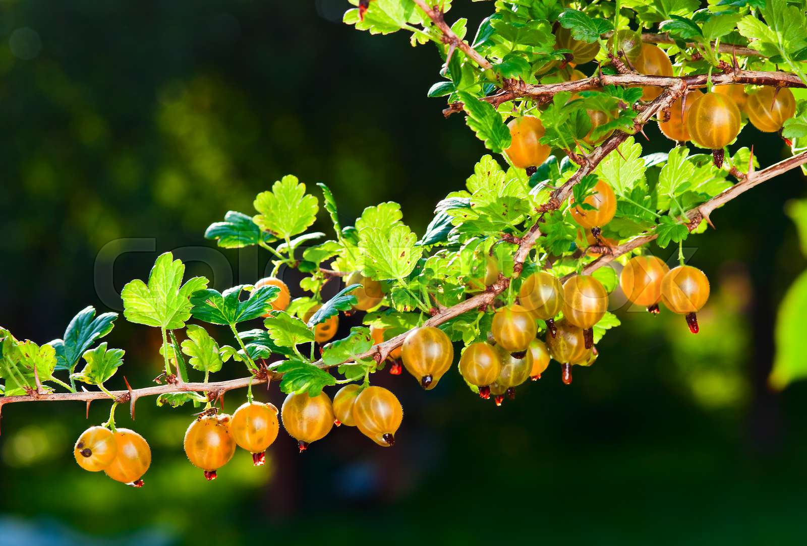 yellow gooseberry | Stock image | Colourbox