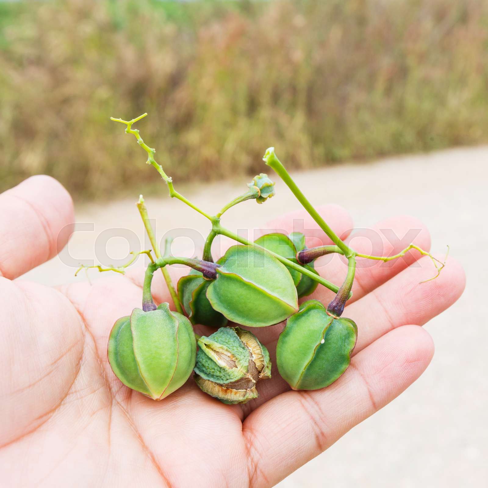 Cassava seed | Stock image | Colourbox