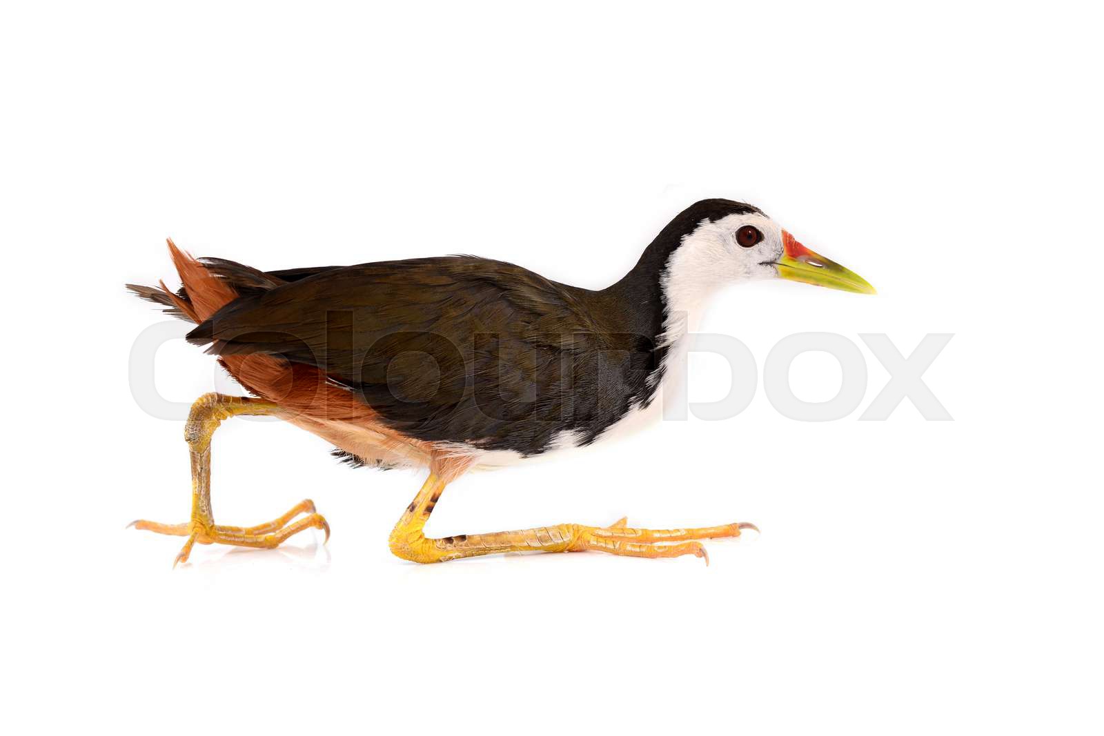 White-breasted Waterhen bird | Stock image | Colourbox