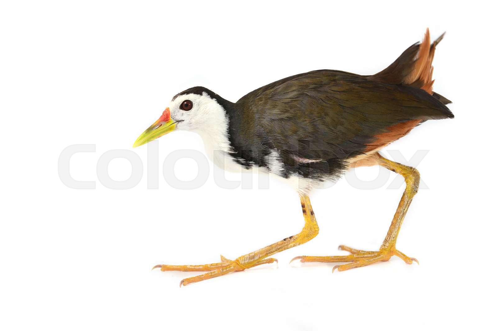 White-breasted Waterhen bird | Stock image | Colourbox