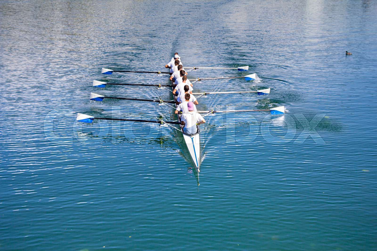 Boat coxed eight Rowers rowing | Stock image | Colourbox