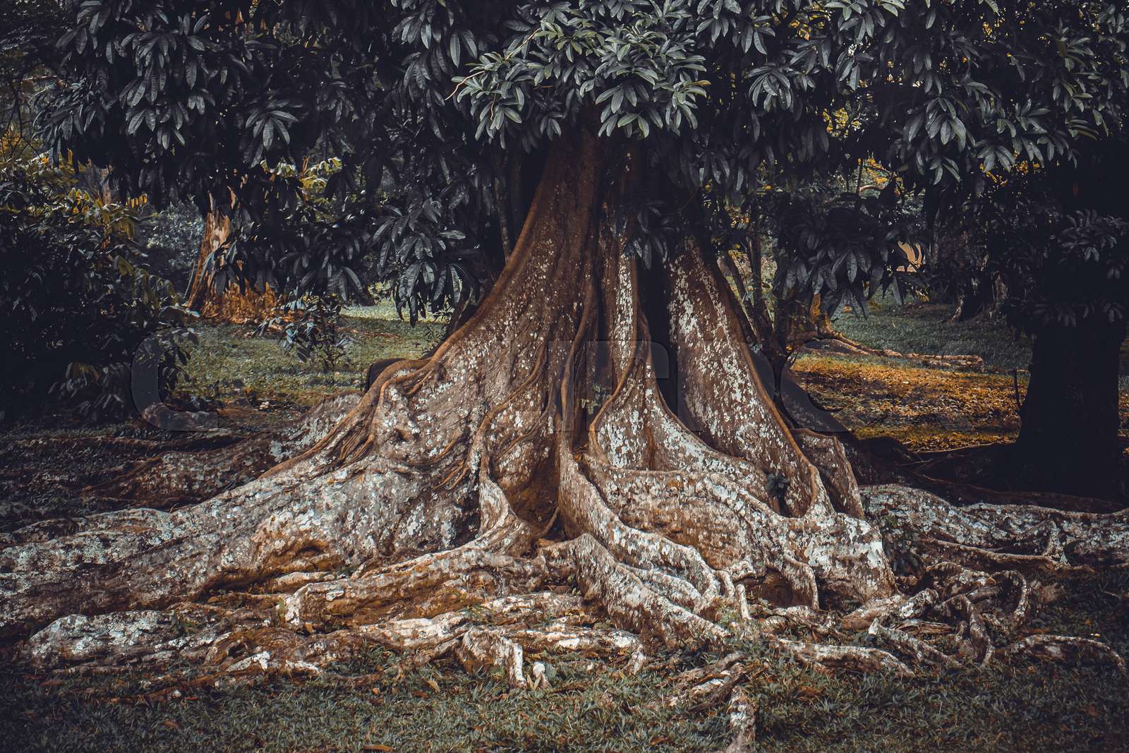 Big tree root | Stock image | Colourbox