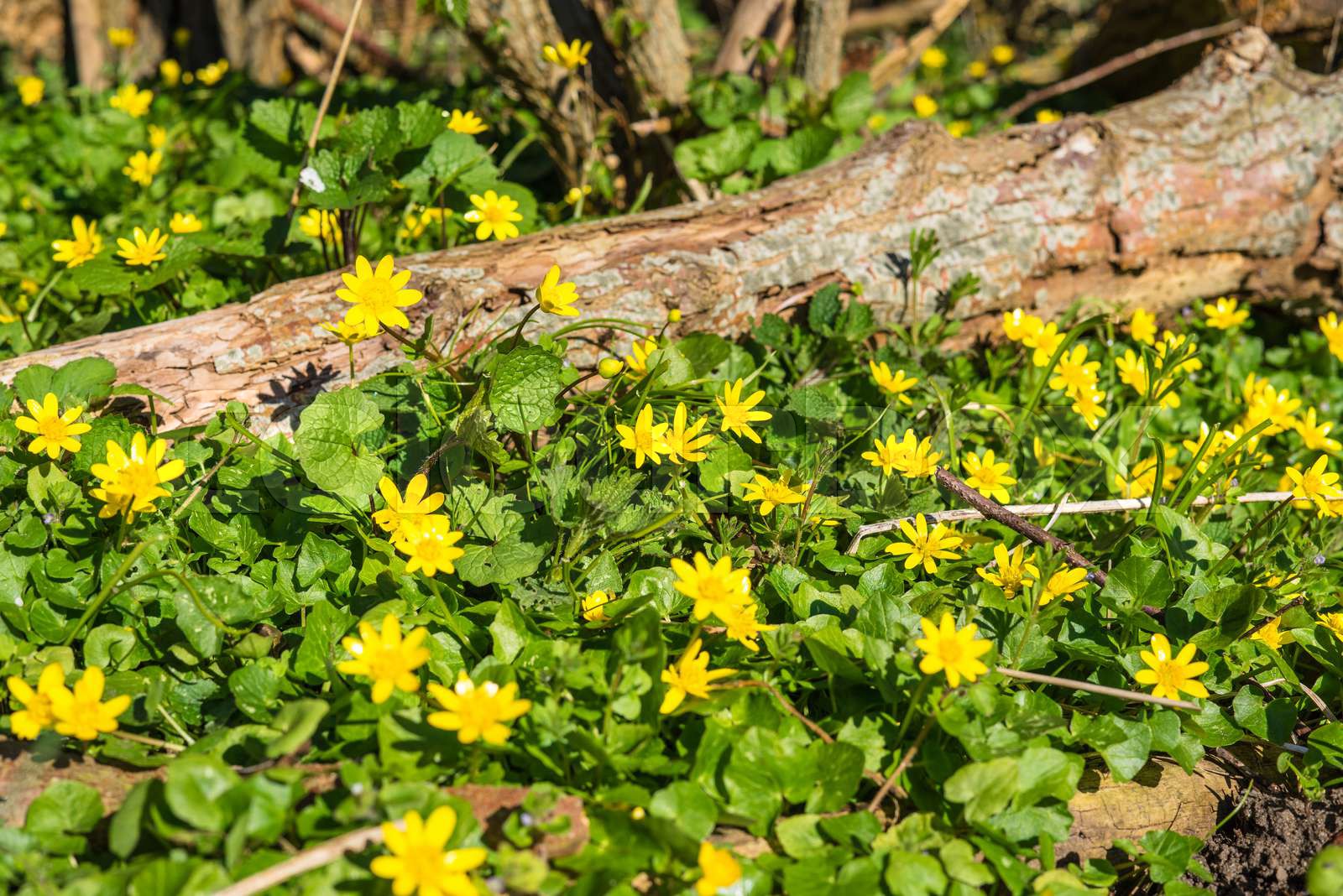 Gule blomster i skovbunden | Stock foto | Colourbox