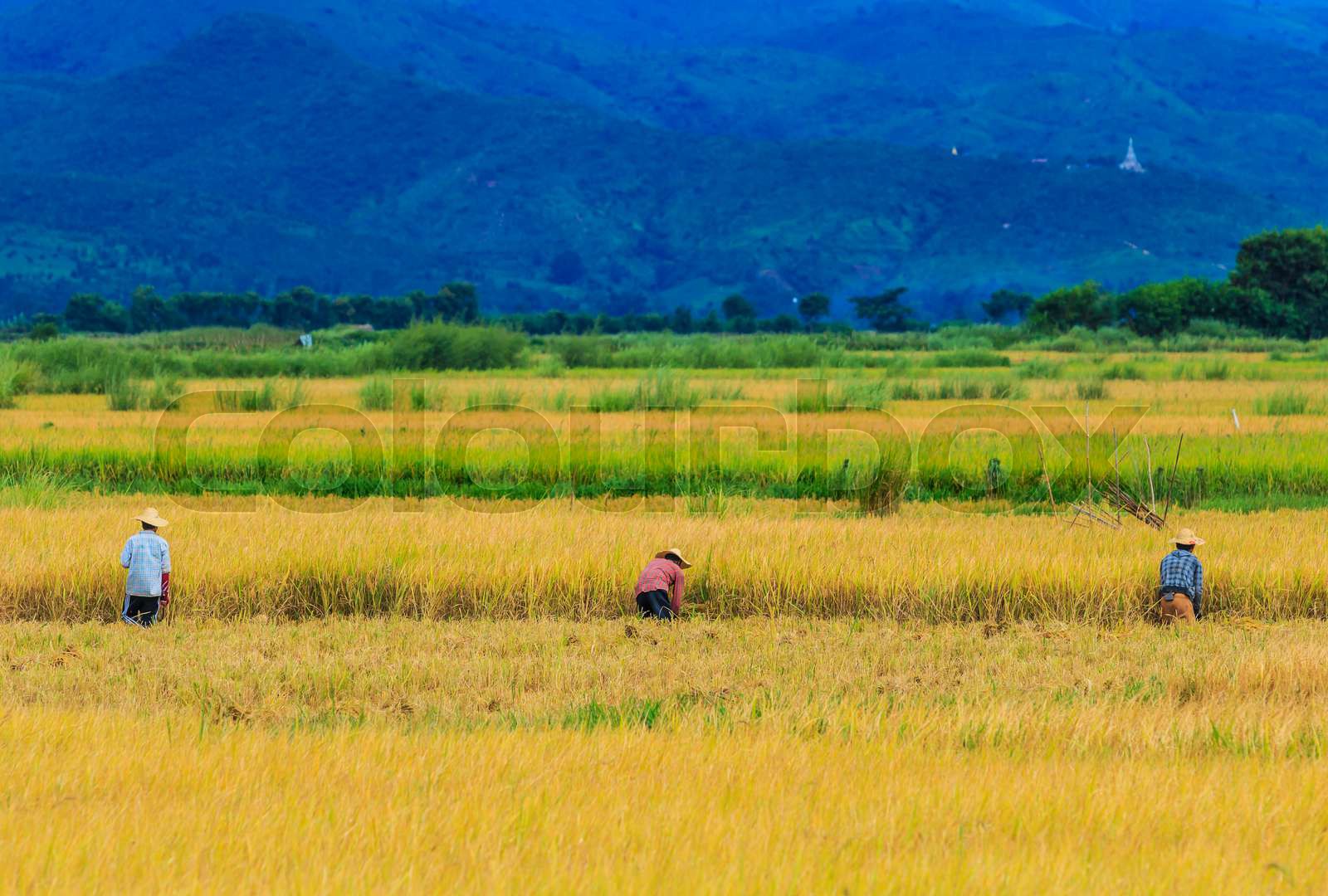 Rice harvested in village Inlay Myanmar | Stock image | Colourbox