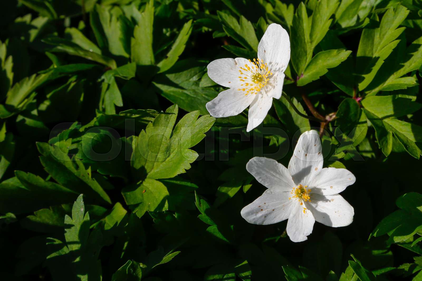 Hvide anemoner i skoven | Stock foto | Colourbox