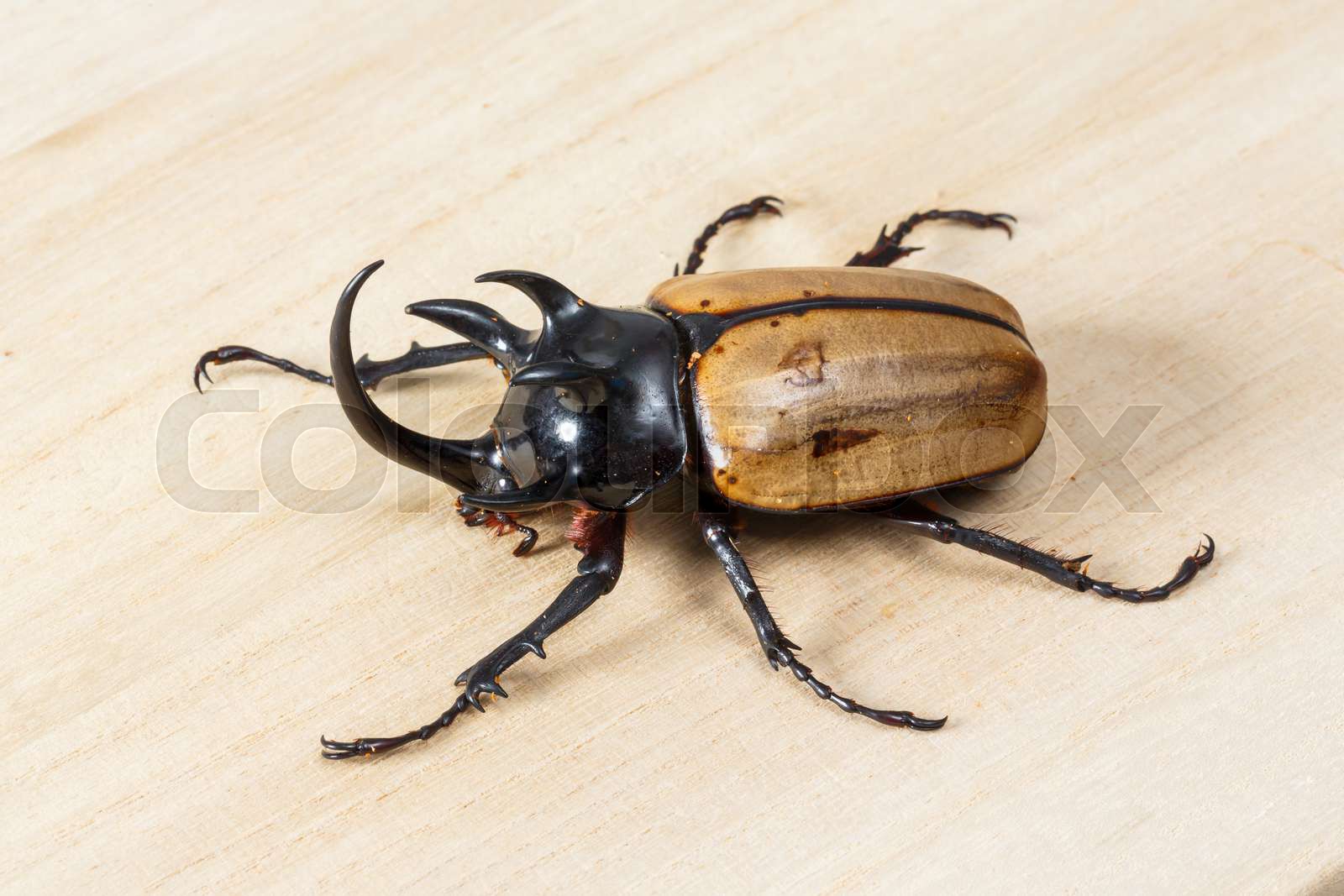 Yellow five horned beetle | Stock image | Colourbox