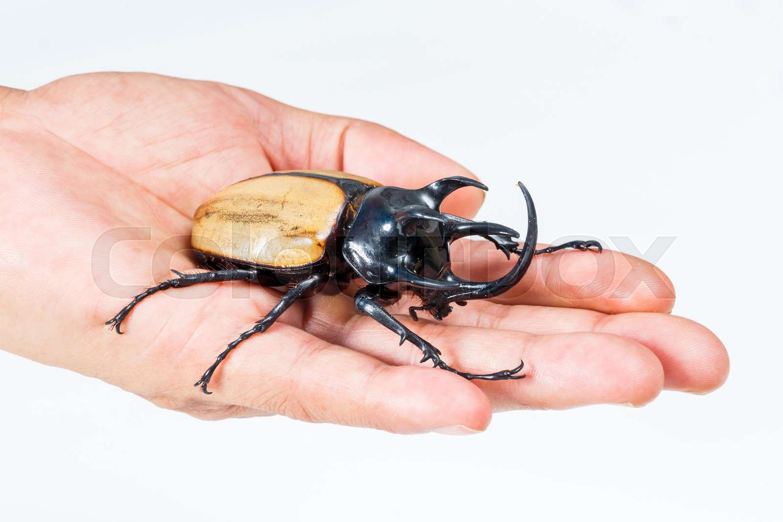 Yellow five horned beetle | Stock image | Colourbox