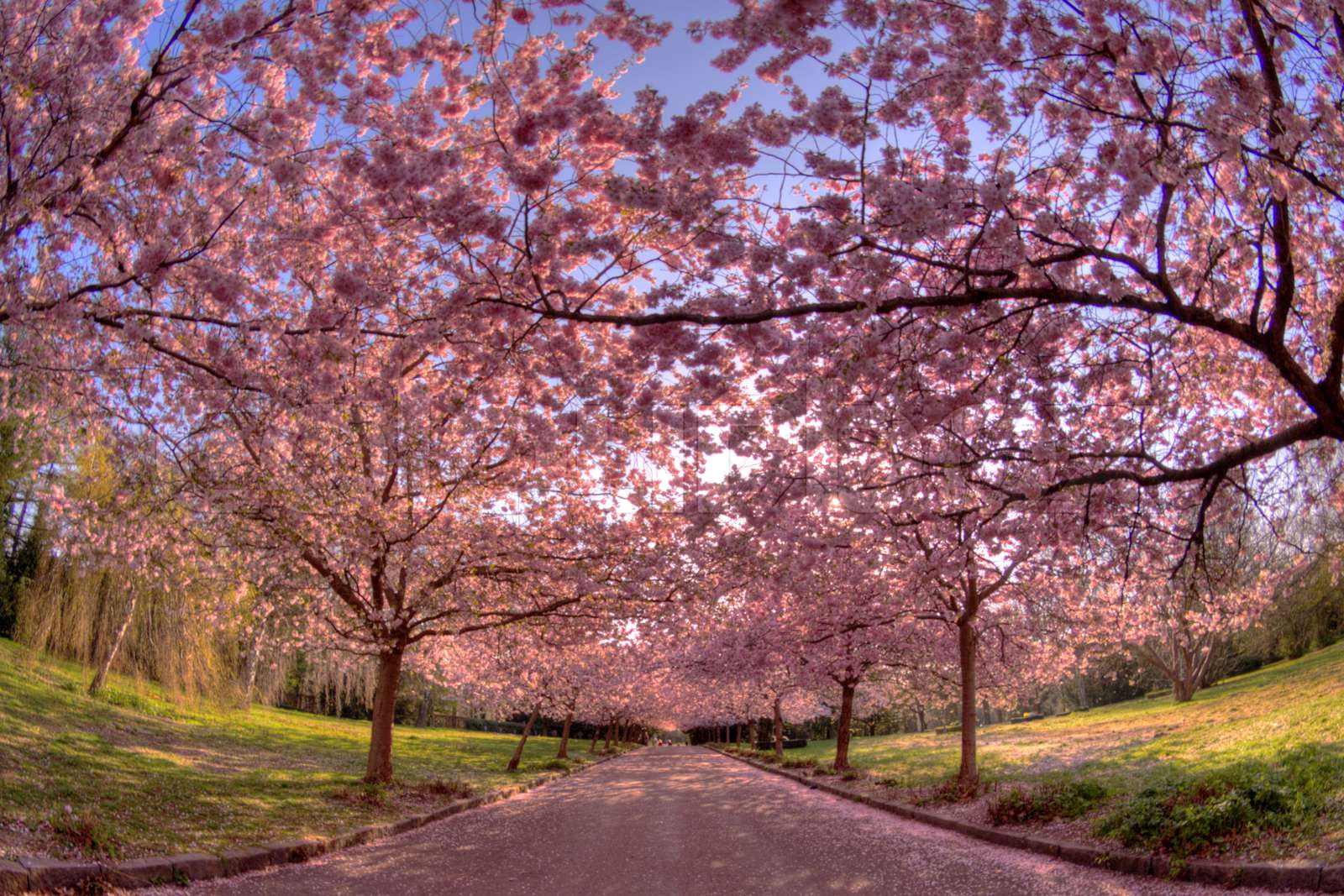 Sakura | Stock foto | Colourbox