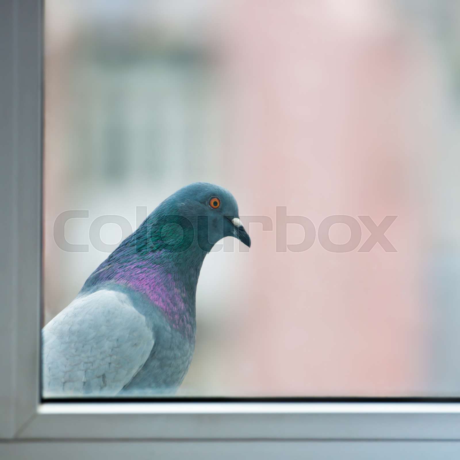 Curious fat pigeon | Stock image | Colourbox