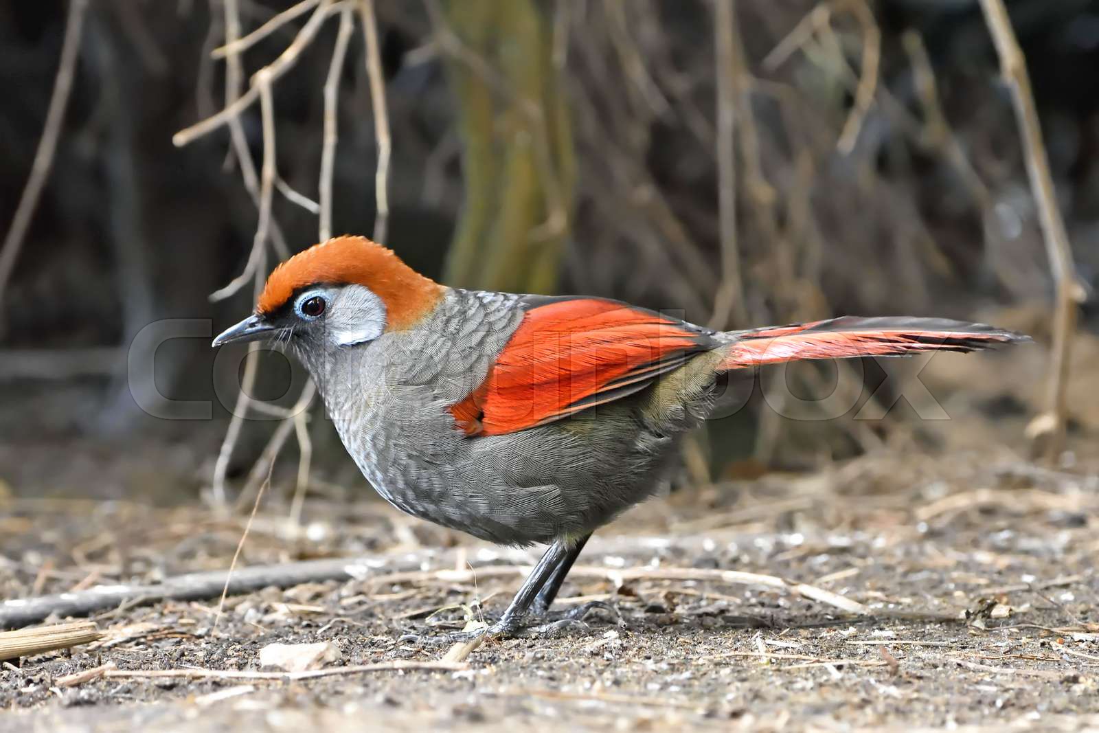 Red-tailed laughingthrush (Trochalopteron milnei) | Stock image | Colourbox
