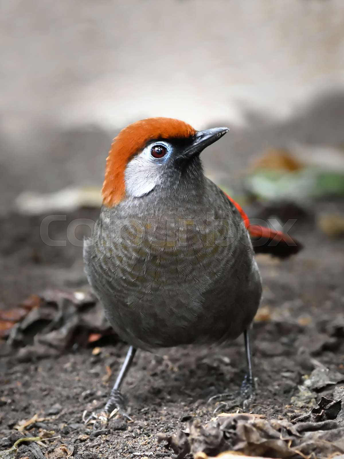 Red-tailed laughingthrush (Trochalopteron milnei) | Stock image | Colourbox