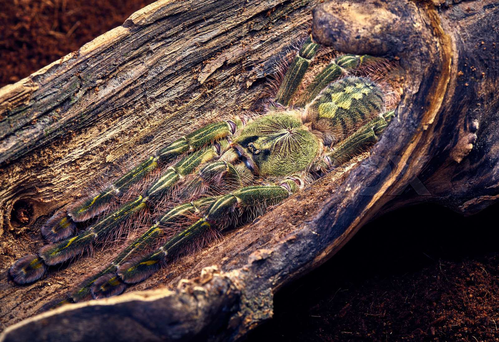 tarantula Poecilotheria rufilata | Stock image | Colourbox