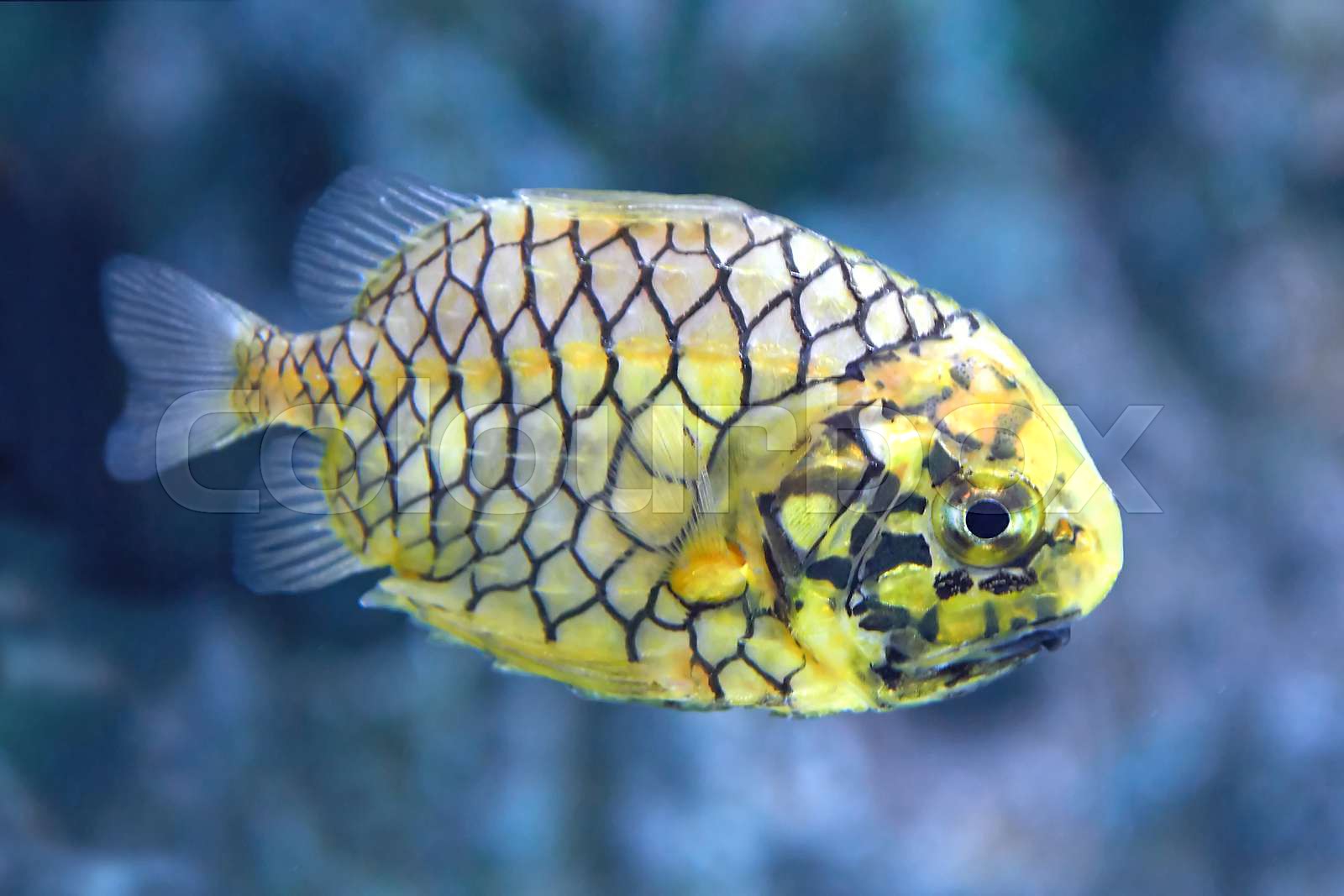 Pineconefish (Monocentris japonica) | Stock foto | Colourbox