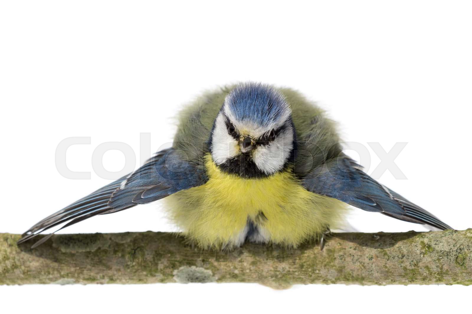 Blåmejse der kigger lige ud med vingerne spredt ud på hvid baggrund ...