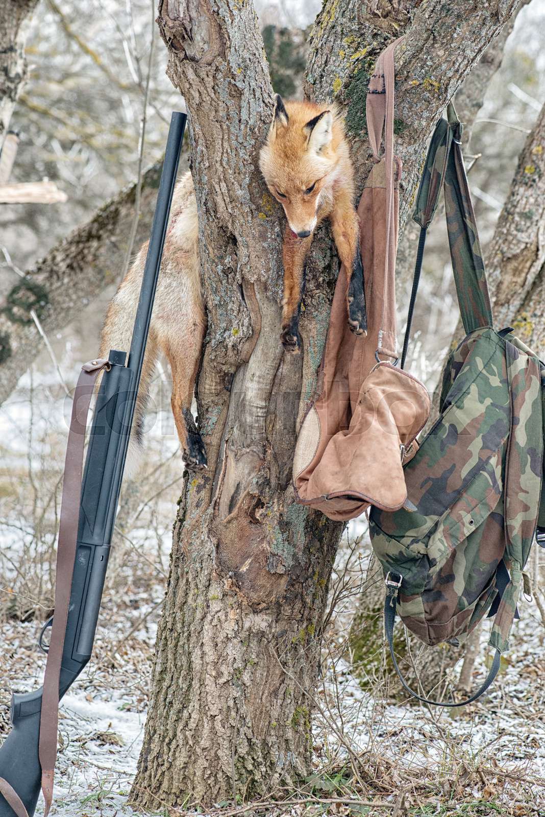 Dead fox on the tree while hunting | Stock image | Colourbox
