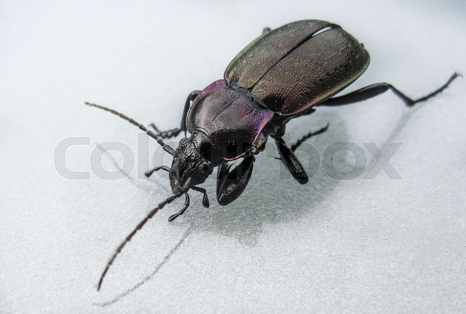 Beetle | Stock image | Colourbox