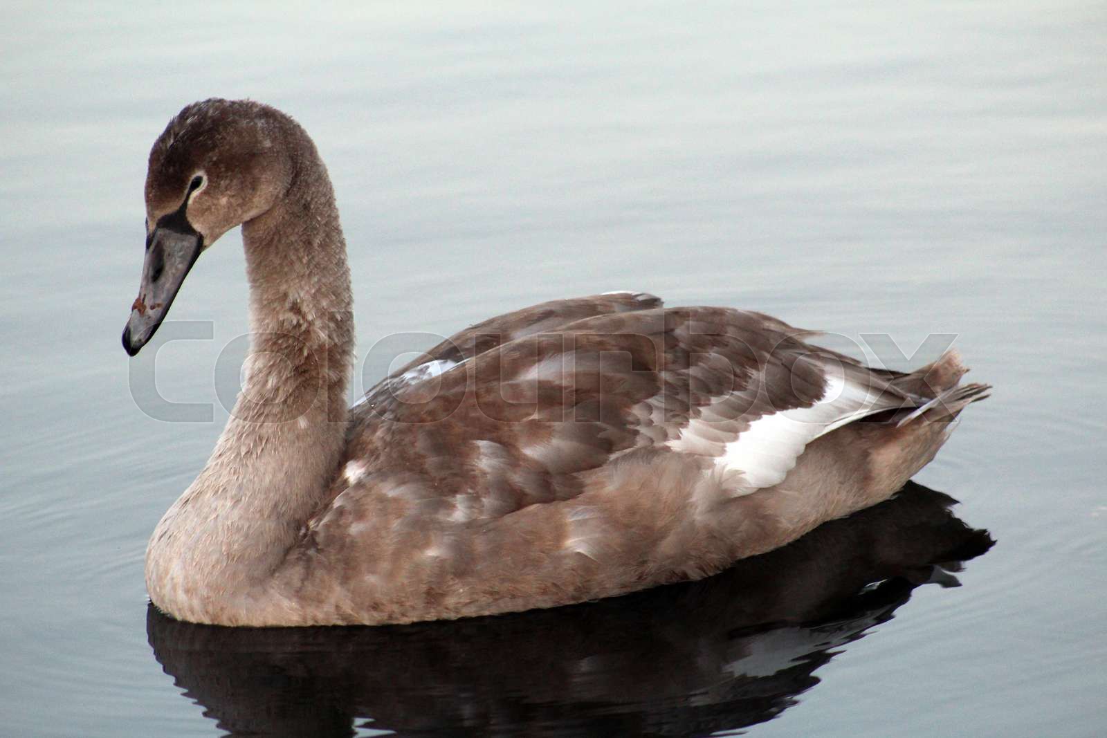 Ælling | Stock foto | Colourbox