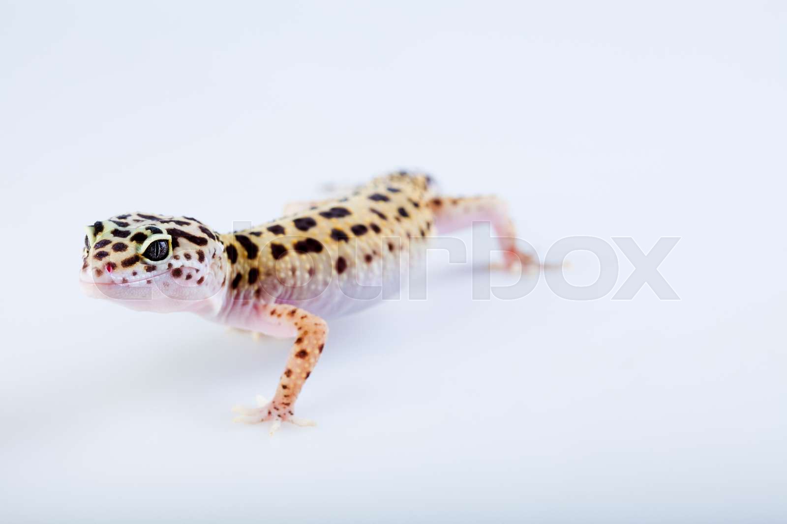 Leopard gecko, bright colorful vivid theme | Stock image | Colourbox