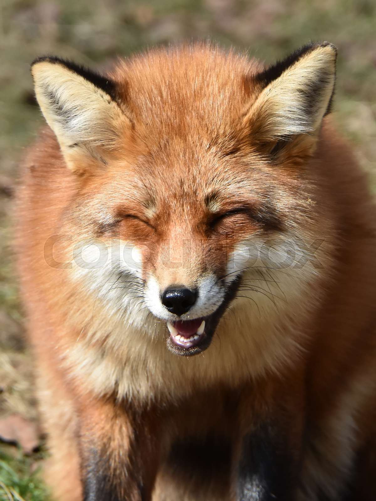 Red fox (Vulpes vulpes) | Stock image | Colourbox