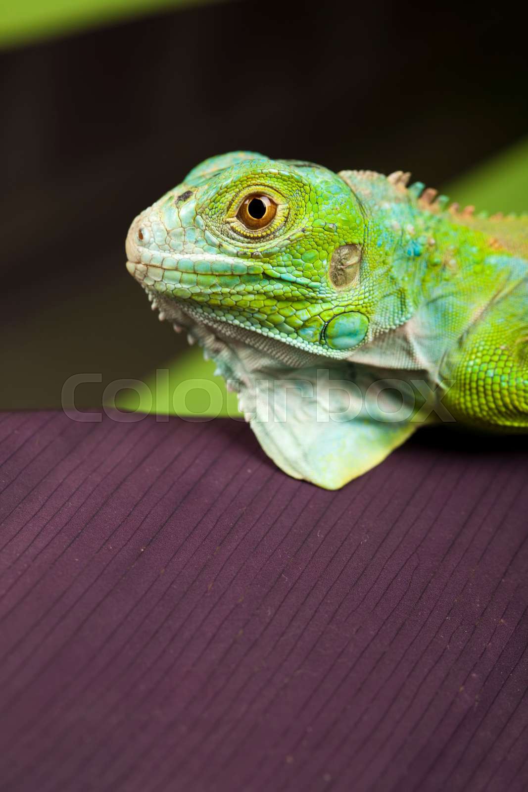 Lizard, bright colorful vivid theme | Stock image | Colourbox