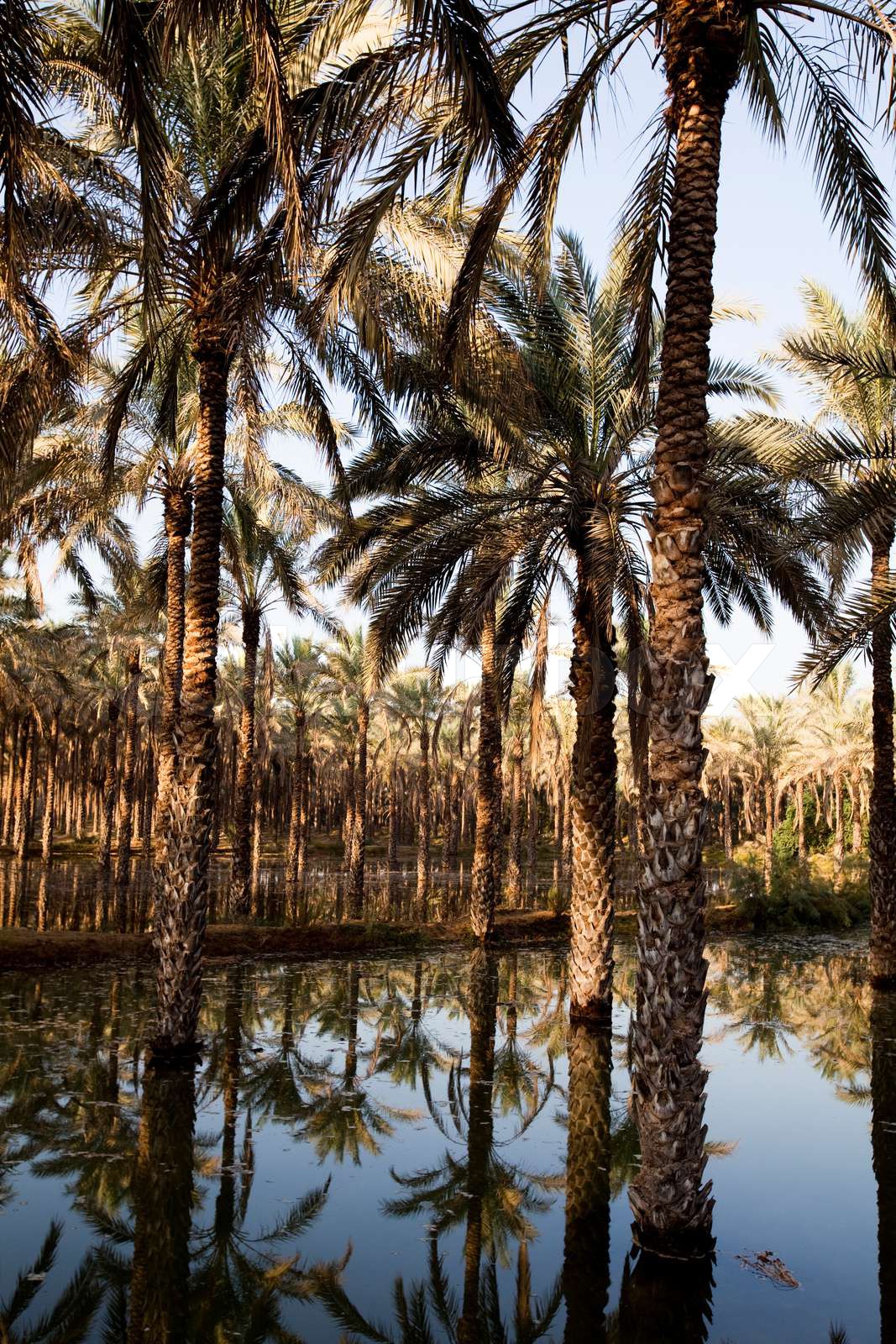 Green Palm Tree in Iran | Stock image | Colourbox