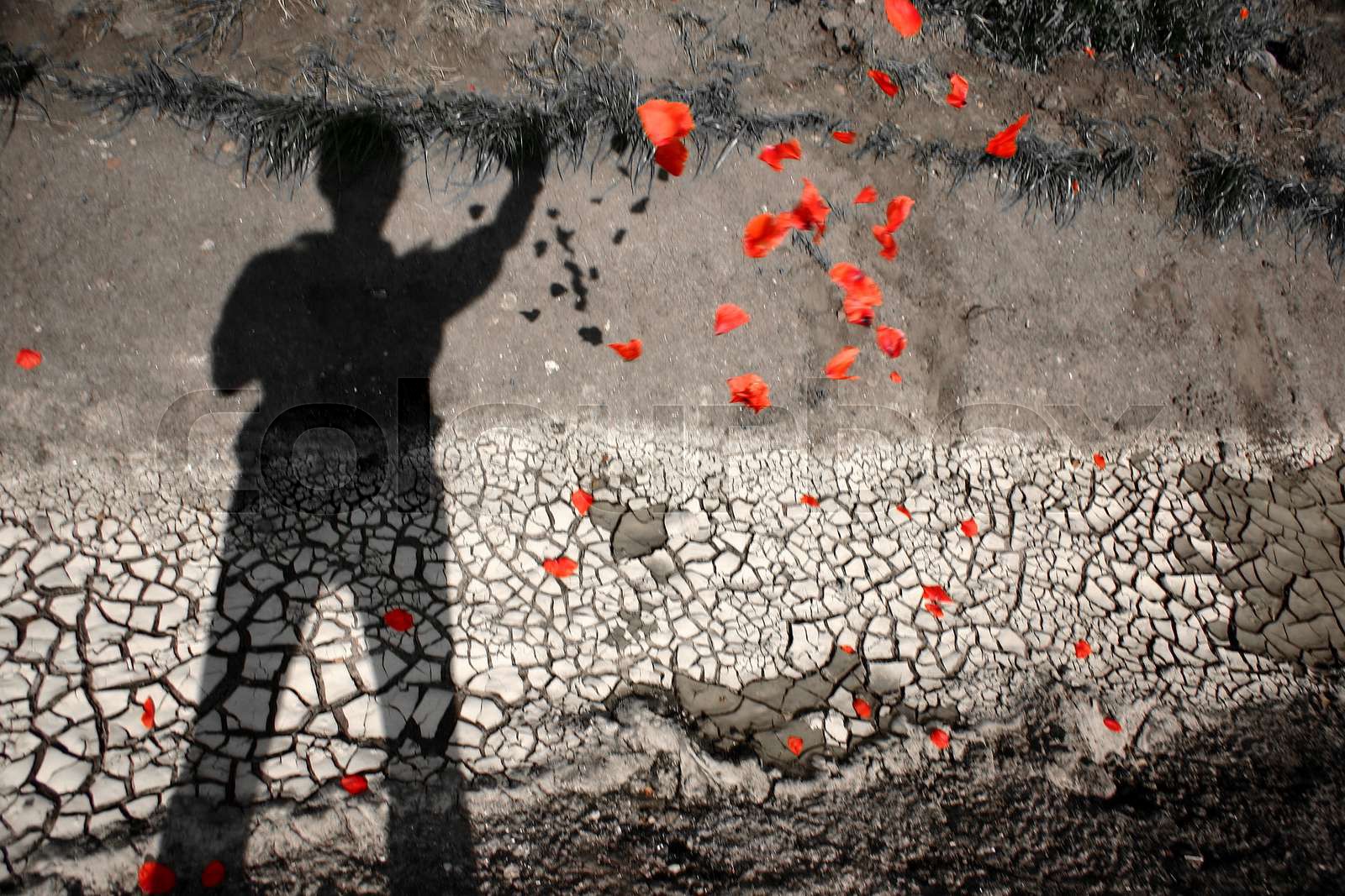 silhouette of man throwing flower petals | Stock image | Colourbox