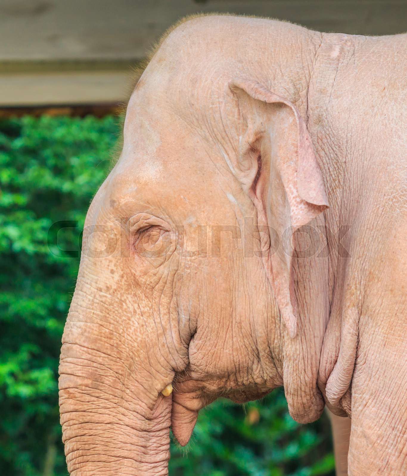 White elephant (animal) in Myanmar Yangon, Myanmar (Burma) Asia | Stock ...