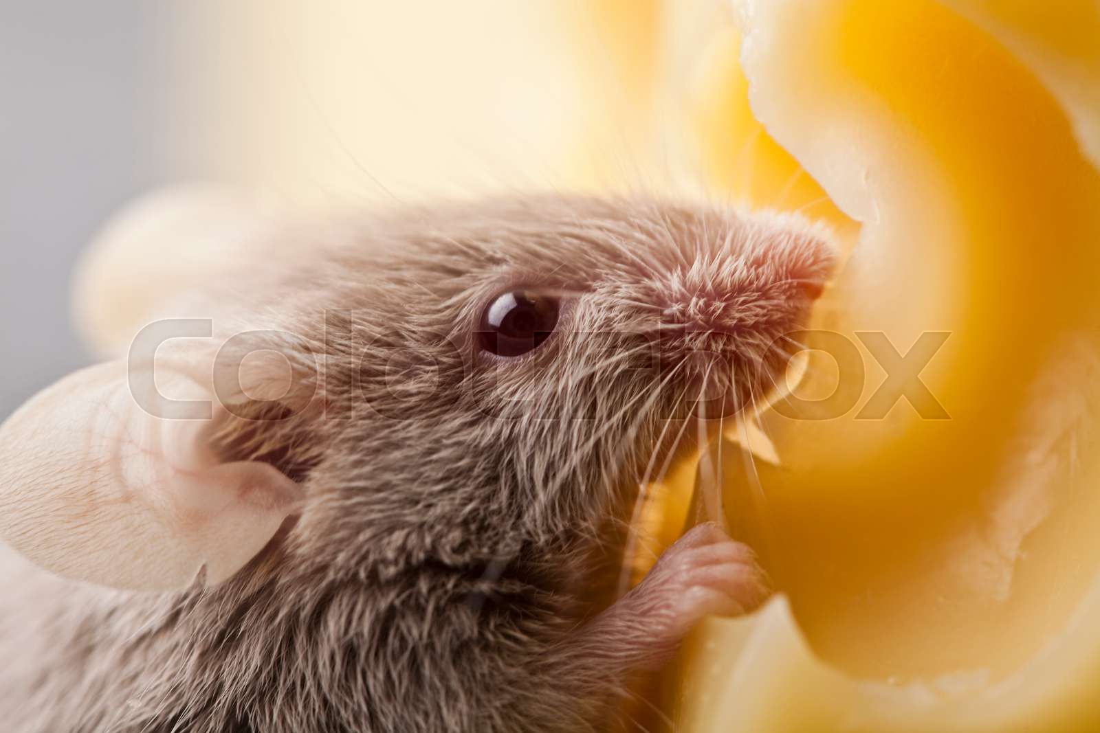 Close up on little mouse | Stock image | Colourbox