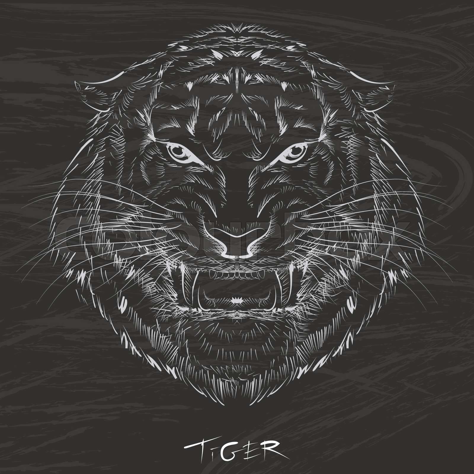 Tiger drawing with chalk on blackboard | Stock vector | Colourbox