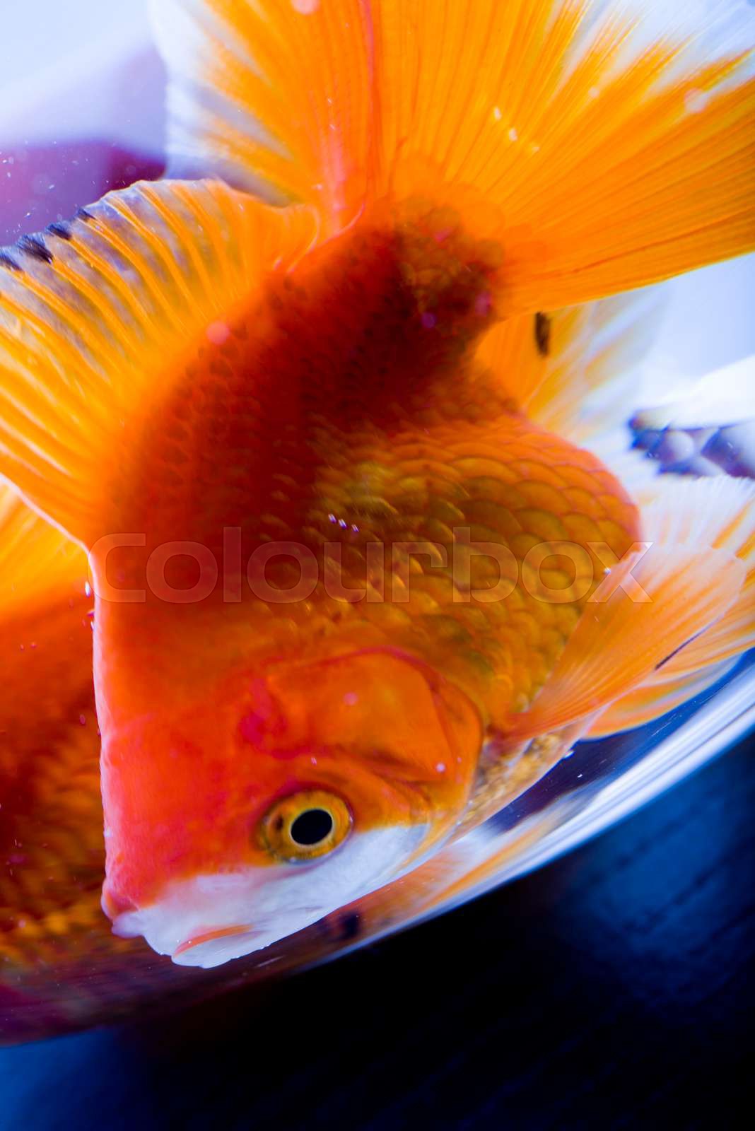 Gold fish in the aquarium with water | Stock image | Colourbox
