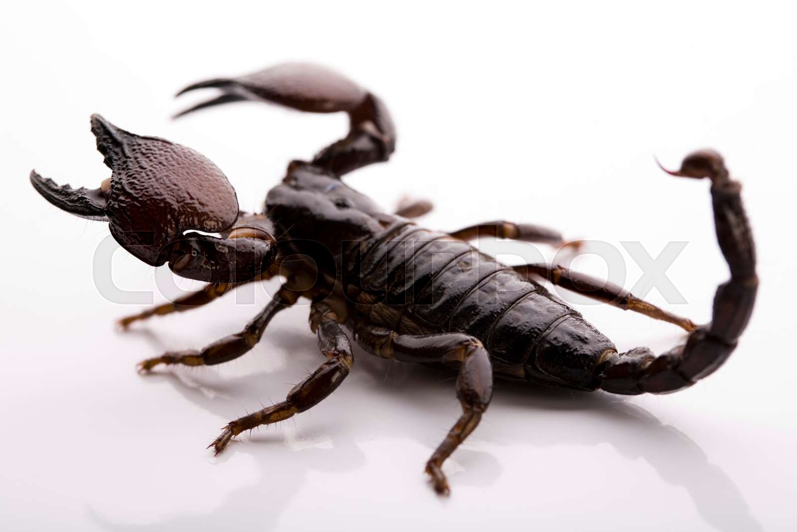 Black scorpion, egzotic animal bright theme | Stock image | Colourbox